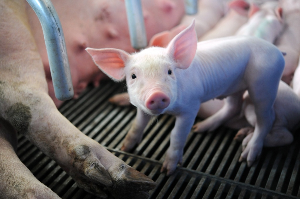 Take Two | Piglet-killing virus blamed for pushing up bacon prices | 89 ...