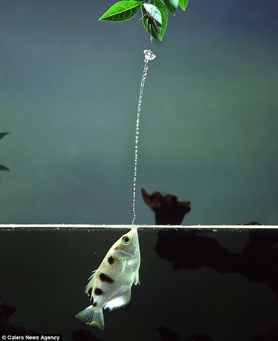 Archer Fish Spitting