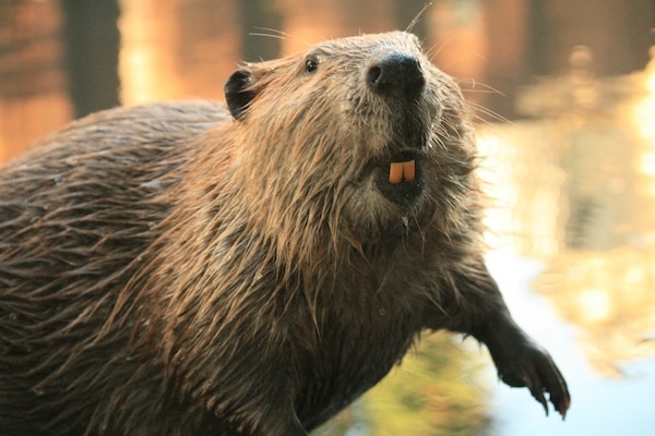 The Loh Down On Science | The Tooth About Beavers | 89.3 KPCC