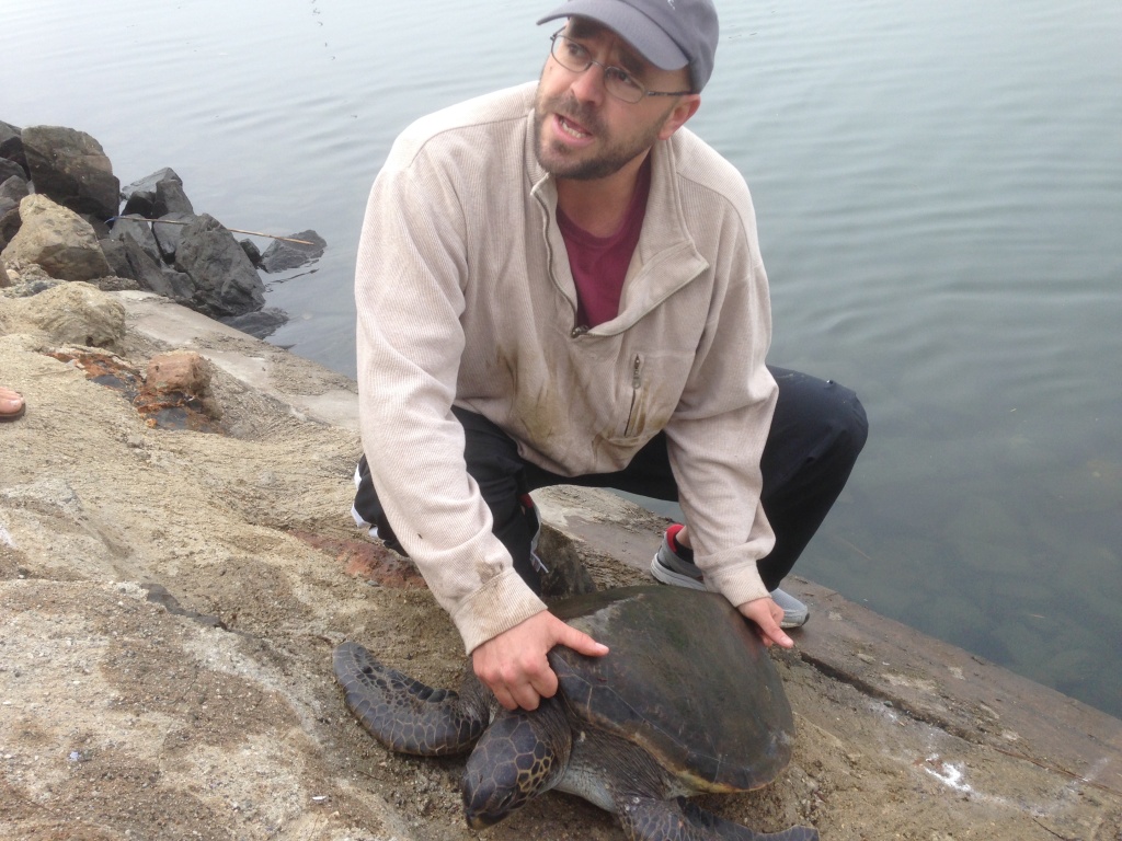 Video: Green sea turtles in the San Gabriel River? Scientists wonder ...