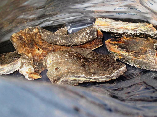 Elephant meat for Fresno, protected reptile handbags and one dead ...